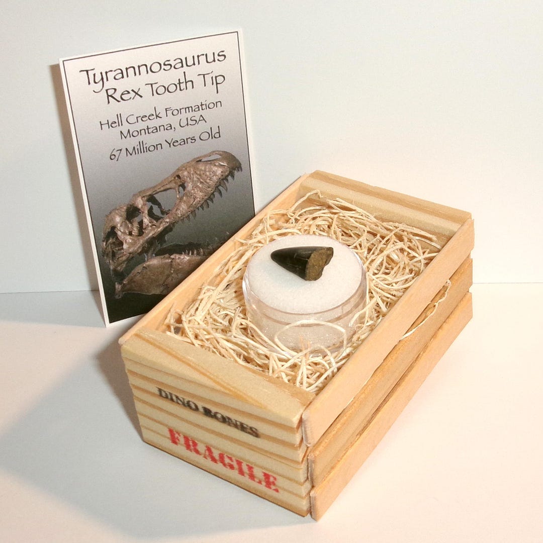 T-rex Tooth Tip Fossil Authentic Dinosaur Relic 67 Million Years Old ...