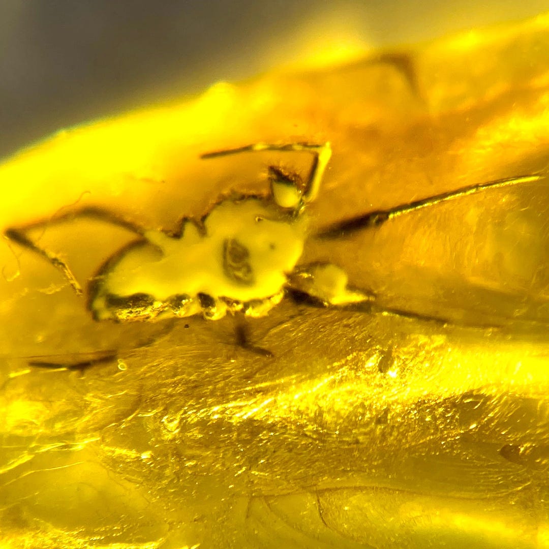 Baltic Amber Spider Insect Inclusion With 4x Magnifying Display Case ...