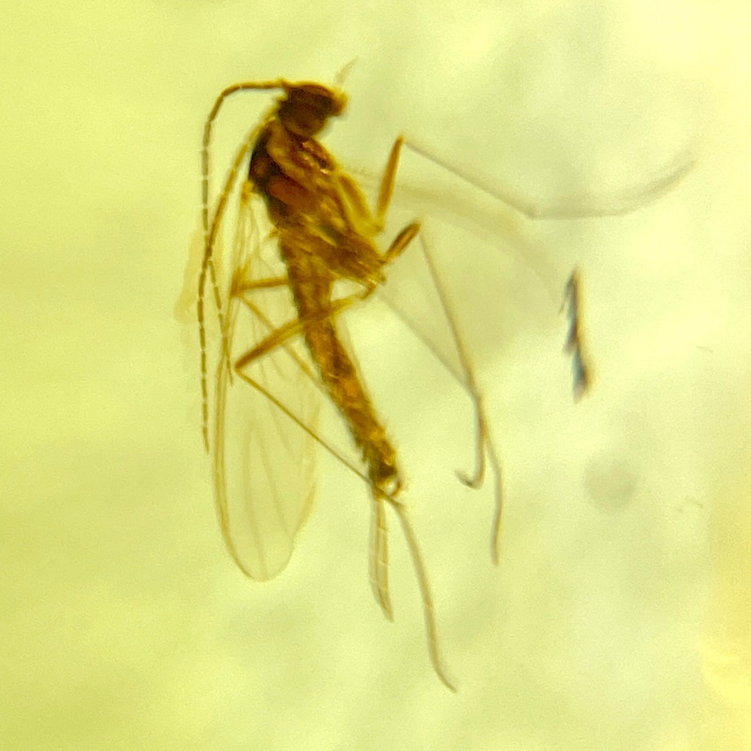 Baltic Amber Prehistoric Insect Inclusion & 4x Magnifying Display Case ...