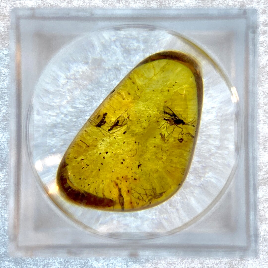 Baltic Amber With 4 Insect Inclusions & 4x Magnifying Display Case ...