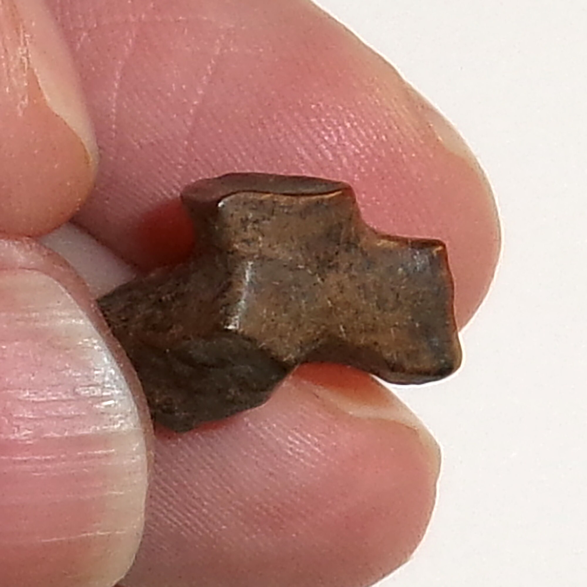 Triceratops Dinosaur Tooth Fossil Hell Creek Formation, Montana Real ...