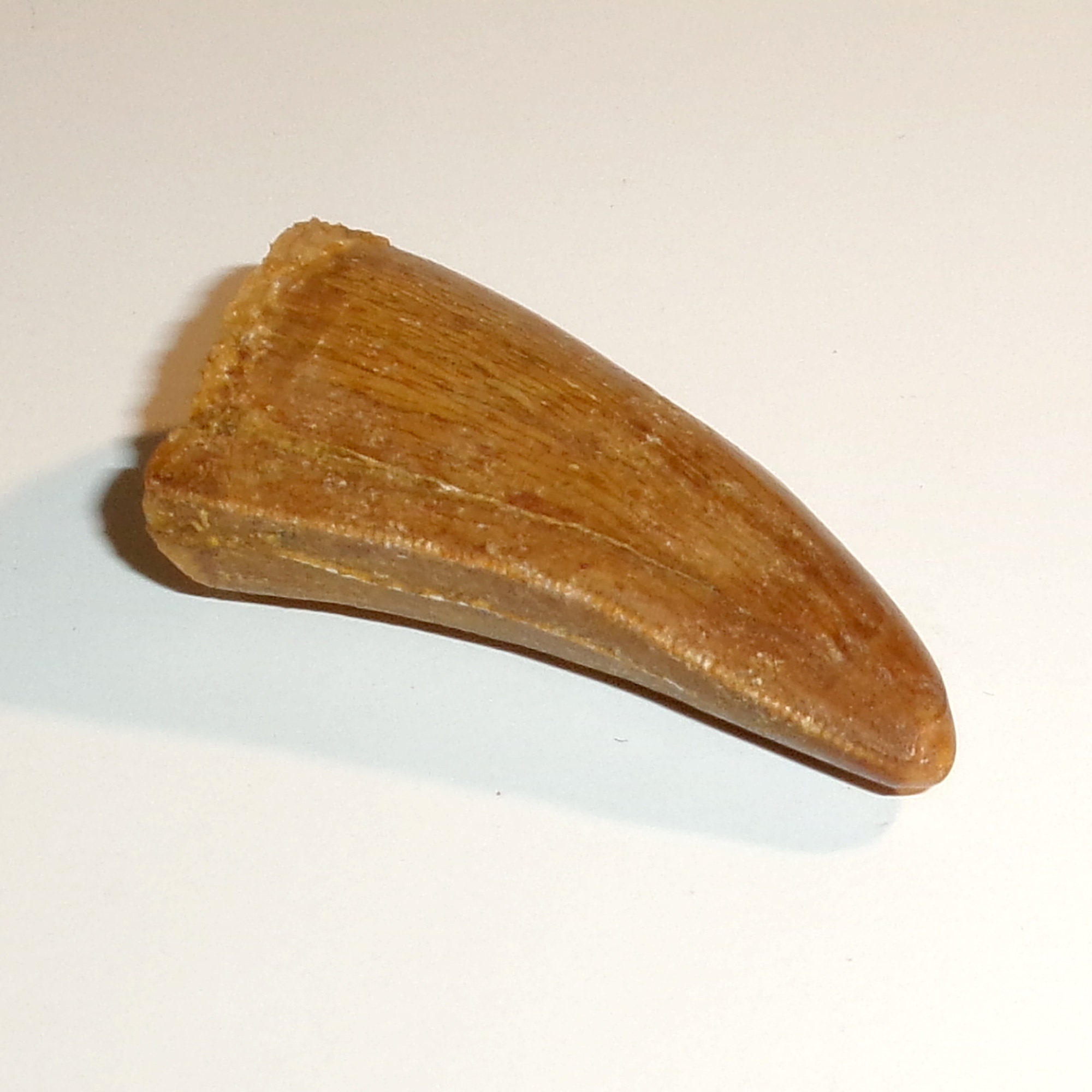 African T-rex Dinosaur Tooth Carcharodontosaurus Saharicus Cretaceous ...