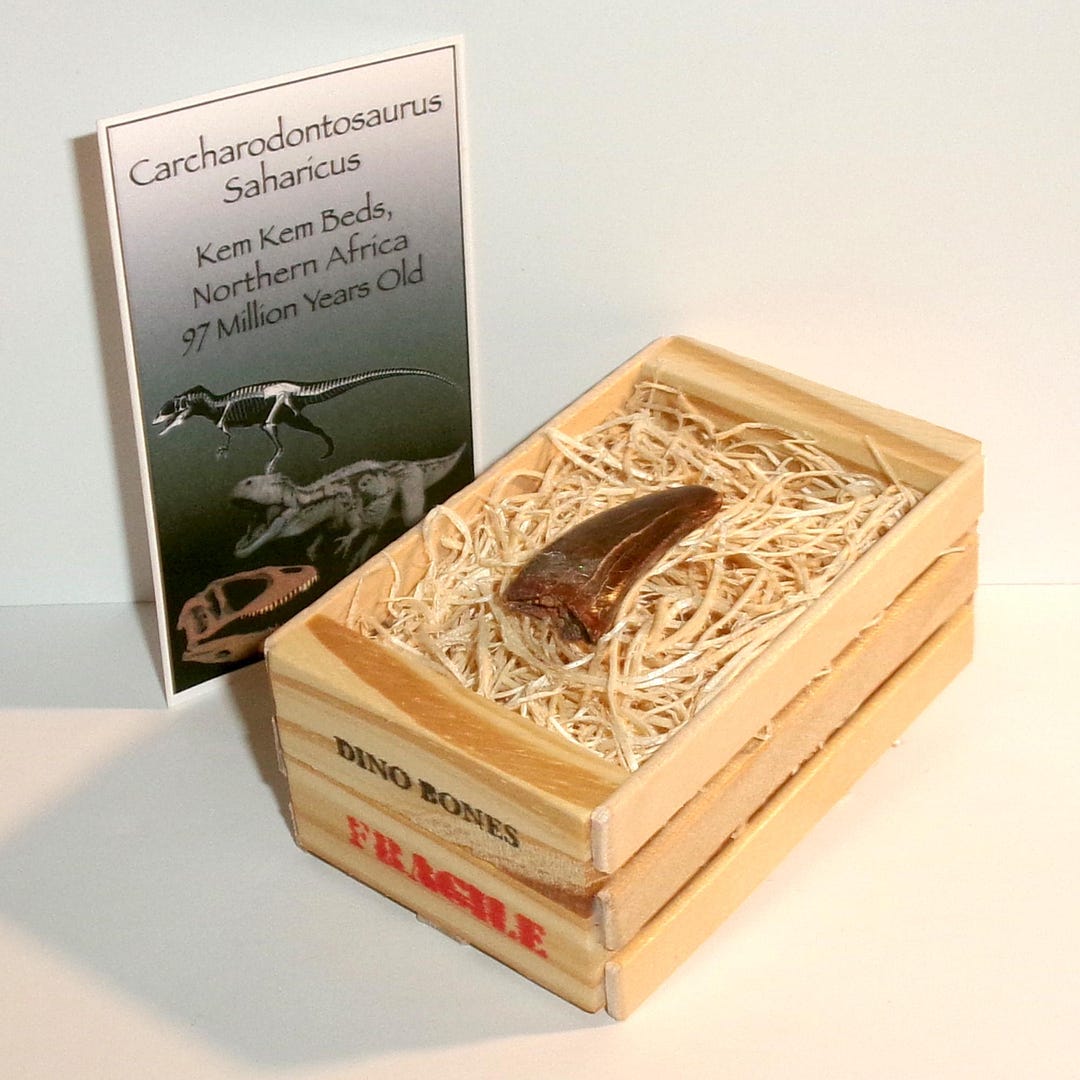 African T-rex Tooth - Carcharodontosaurus Saharicus - Cretaceous ...