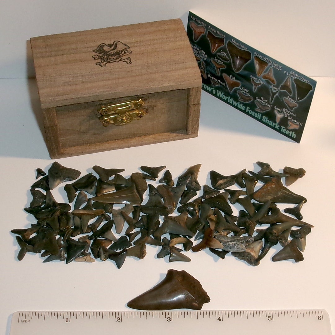 Shark Tooth Pirate Treasure Chest Sharks Teeth Fossil Booty With Big ...