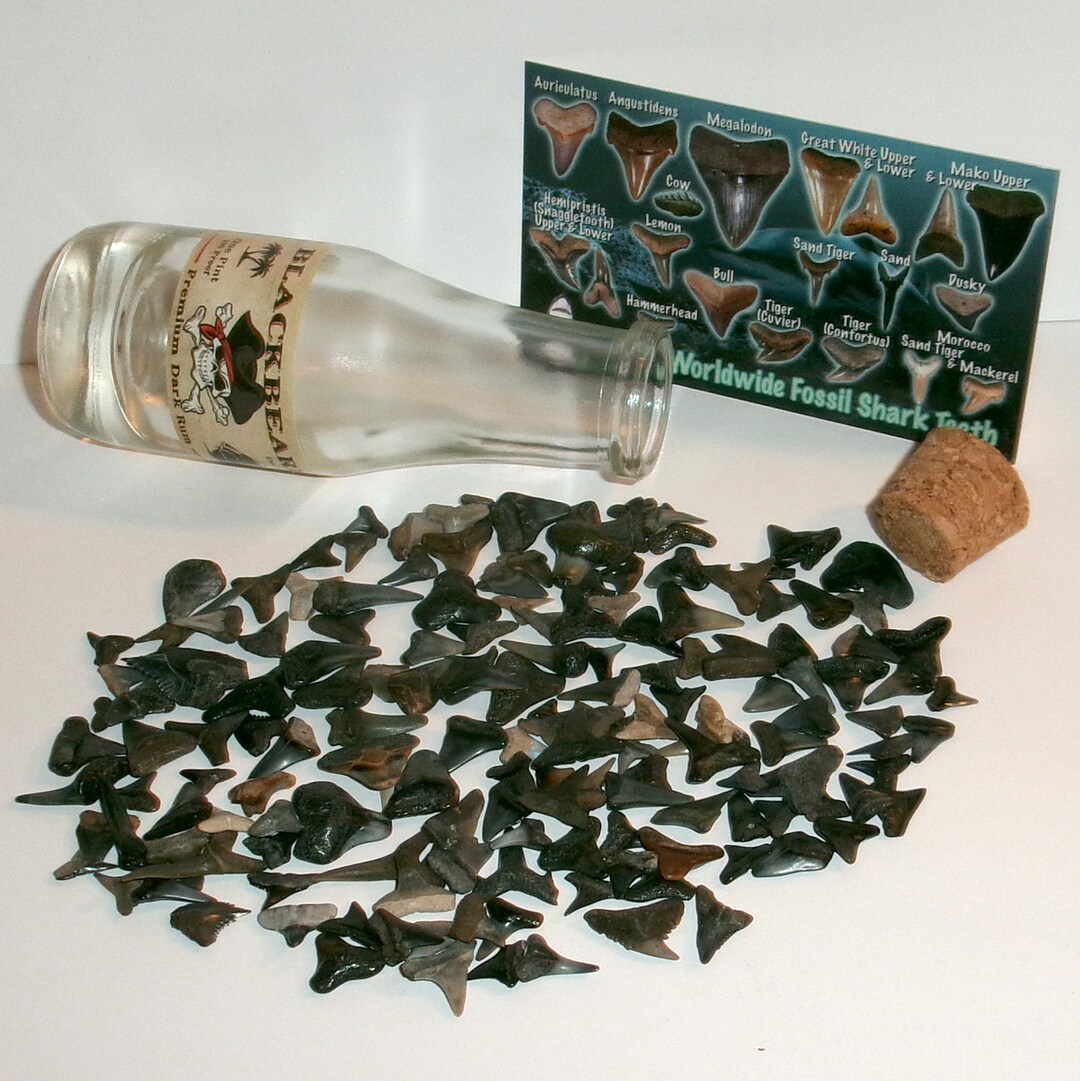 Fossil Shark Teeth Collection With Free Shark Tooth Guide Shark Tooth ...