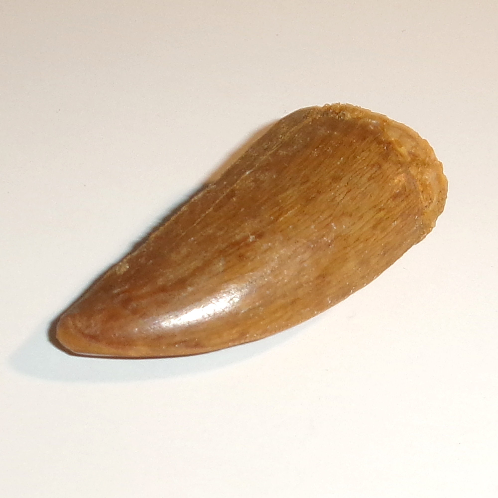 African T-rex Dinosaur Tooth Carcharodontosaurus Saharicus Cretaceous ...