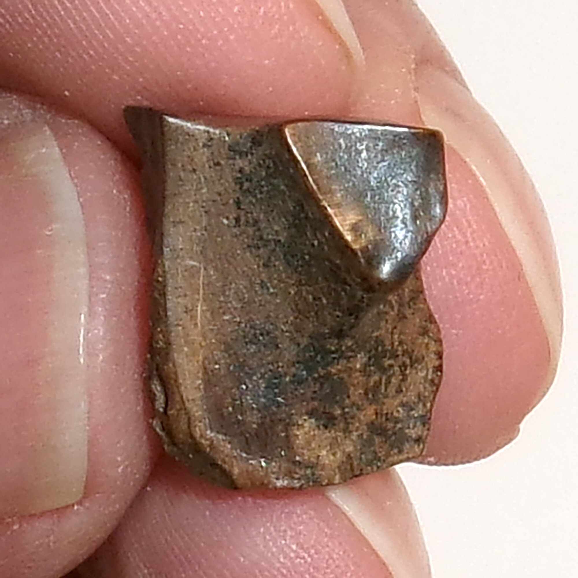 Triceratops Dinosaur Tooth Fossil Hell Creek Formation, Montana Real ...