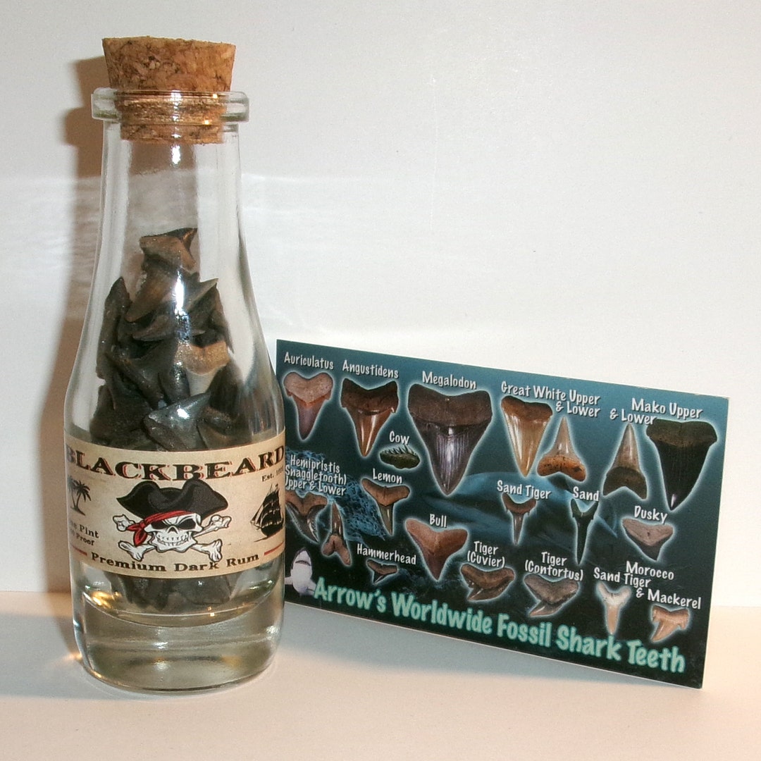 Shark Teeth Pirate Bottle Fossil Shark Tooth Collection With Free Shark ...