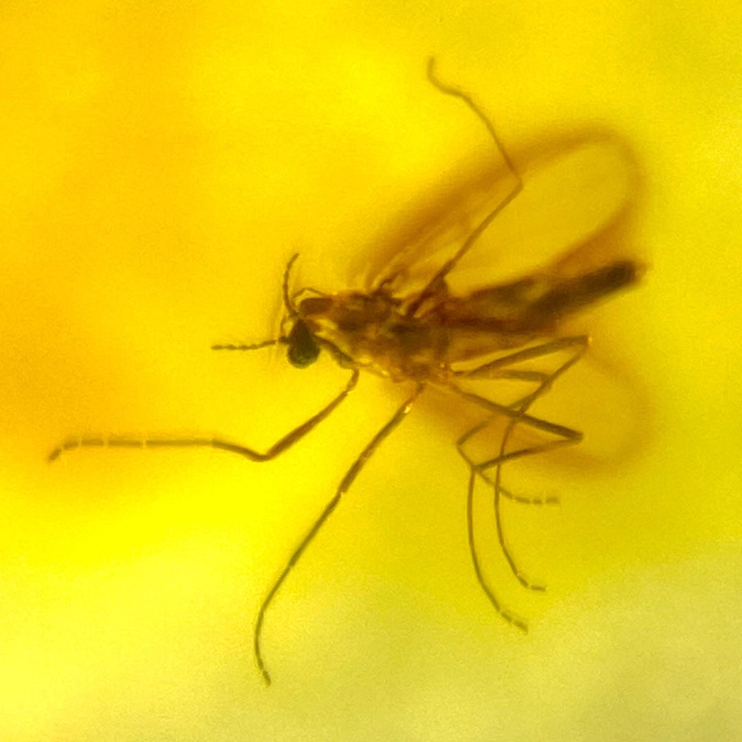 Baltic Amber Mosquito Insect Inclusion & Magnifying Display Case 44 ...