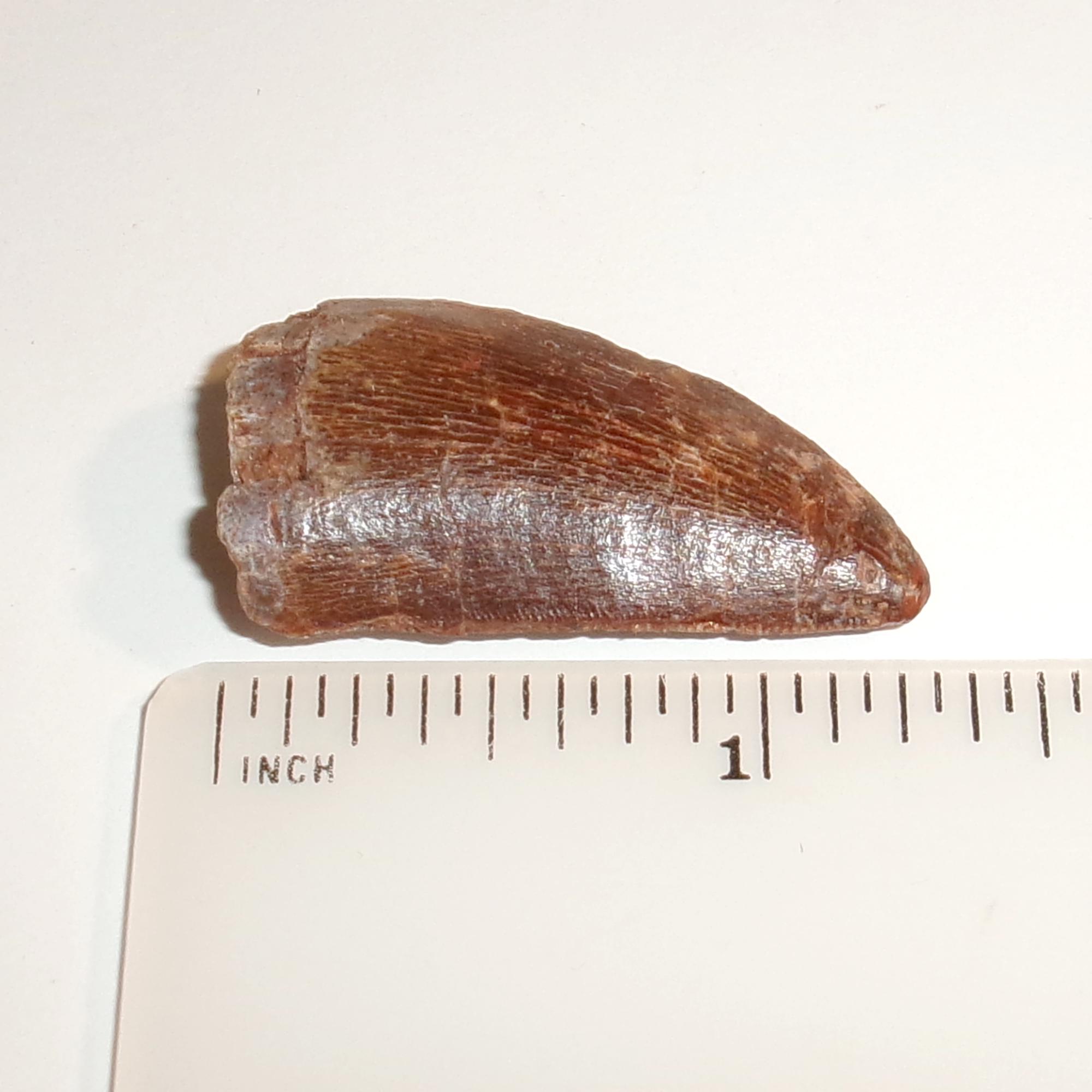 African T-rex Tooth Authentic Carcharodontosaurus Saharicus Cretaceous ...