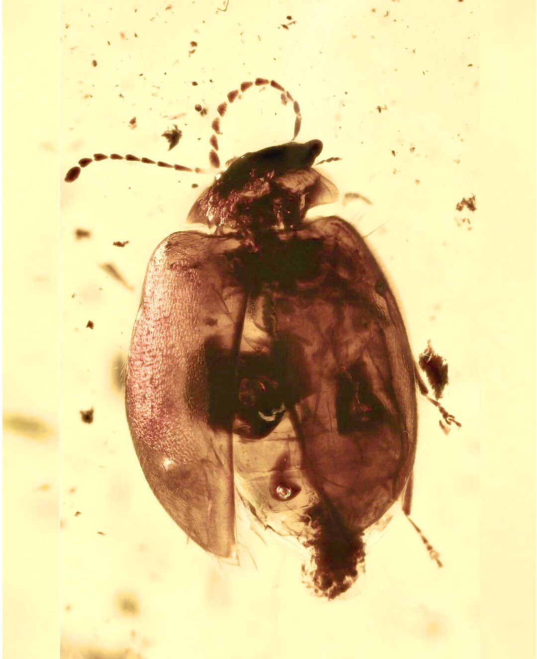 Baltic Amber Beetle & Fly Prehistoric Insect Inclusions With 4x ...