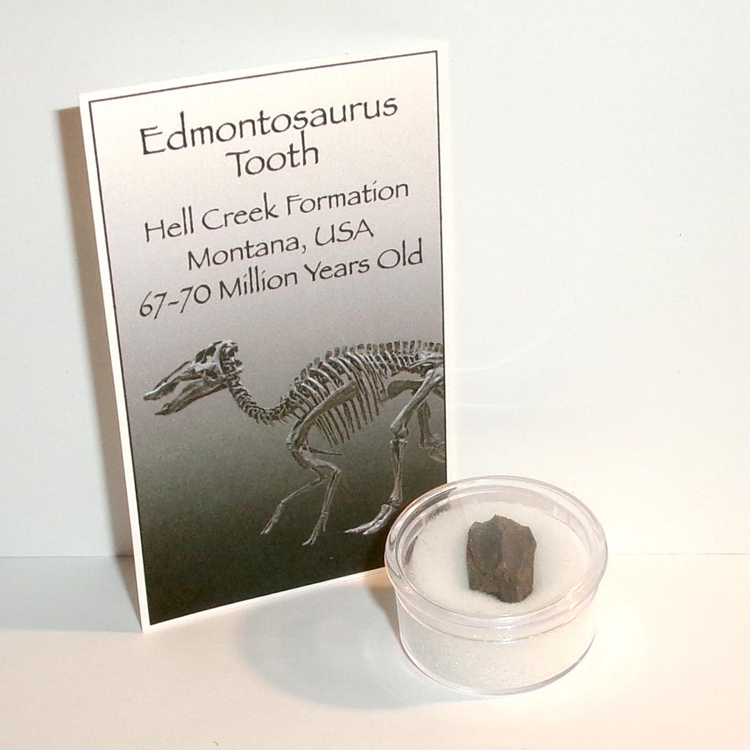 Hadrosaur Dinosaur Tooth Authentic Edmontosaurus Fossil - 67-70 Million ...