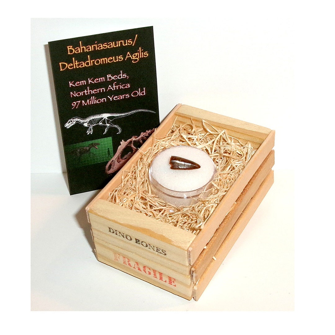 Raptor Dinosaur Tooth Cretaceous Kem Kem Beds, Sahara Desert, Morocco ...