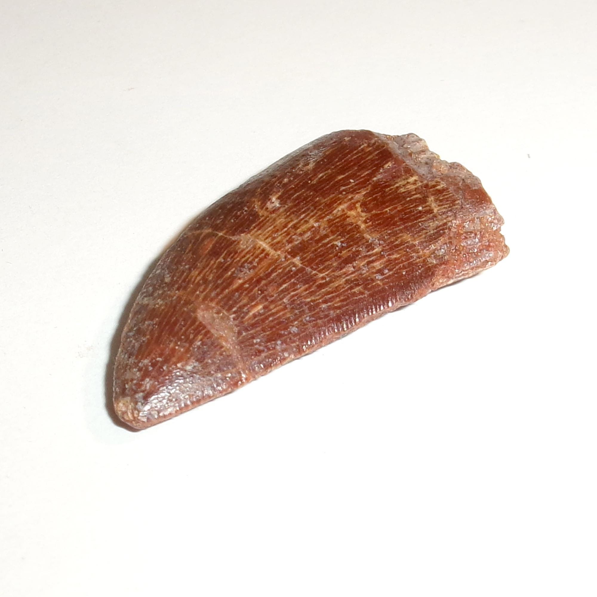 African T-rex Tooth Authentic Carcharodontosaurus Saharicus Cretaceous ...