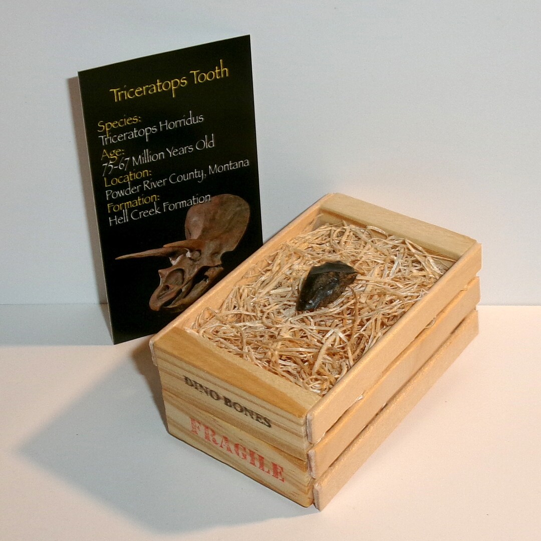 Triceratops Dinosaur Tooth Fossil Hell Creek Formation, Montana Real ...