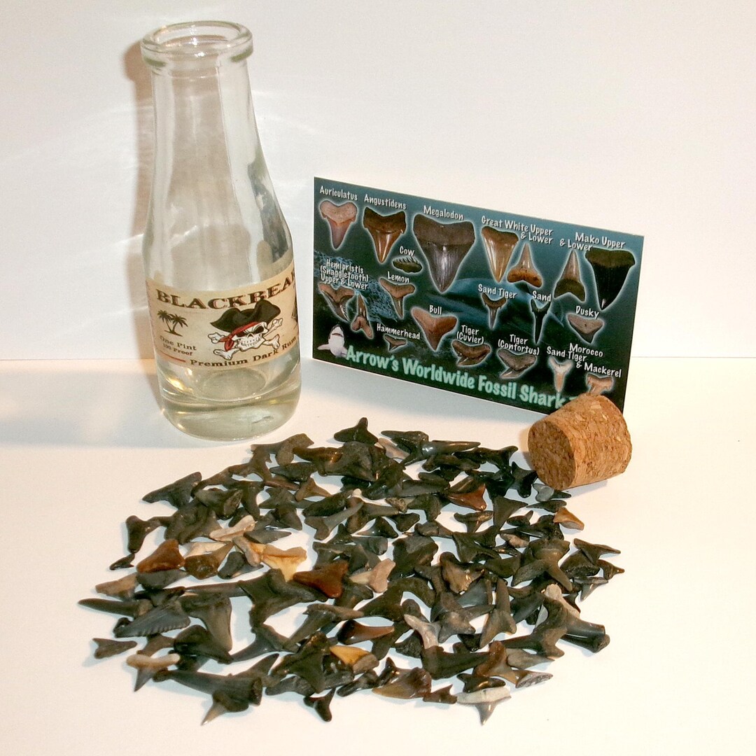 Shark Teeth Pirate Bottle Fossil Shark Tooth Collection With Free Shark ...