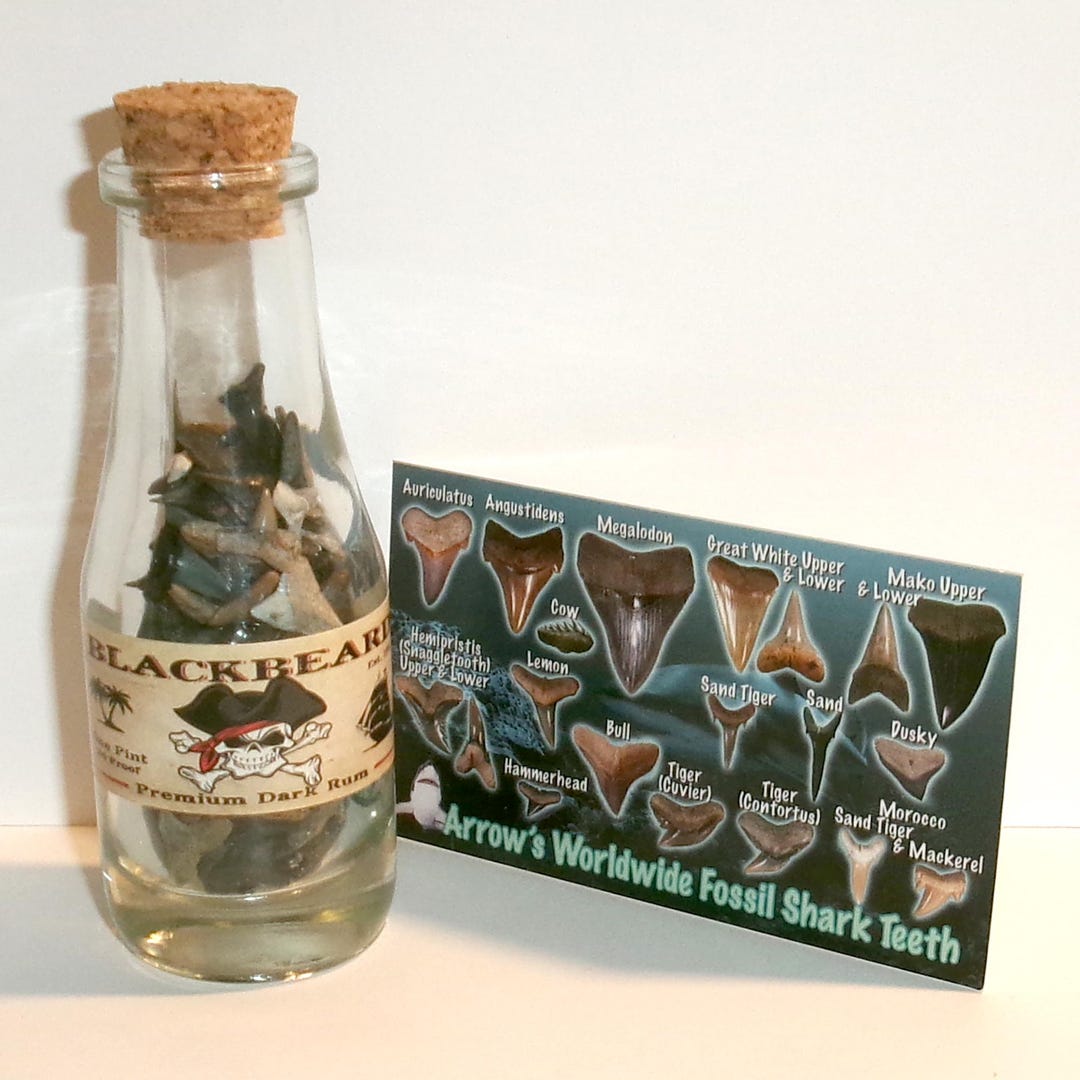 Shark Teeth Pirate Bottle Fossil Shark Tooth Collection With Free Shark ...