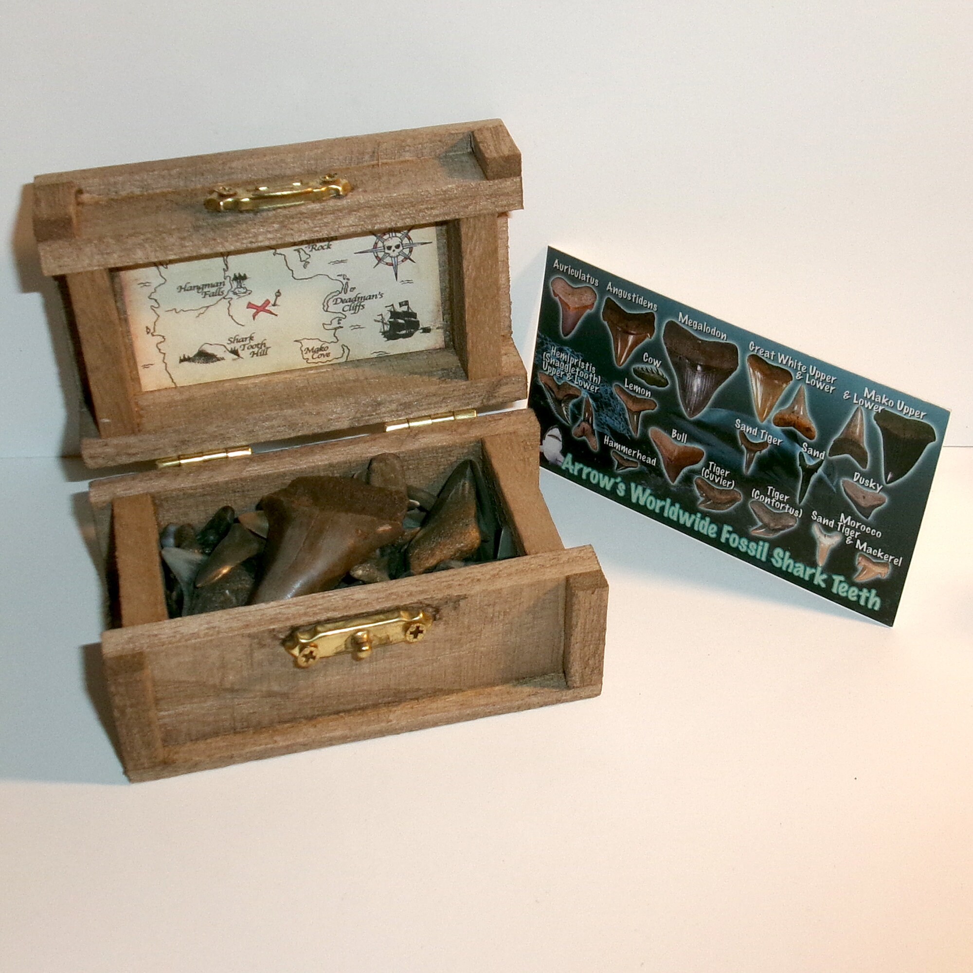 Shark Tooth Pirate Treasure Chest Sharks Teeth Fossil Booty With Big ...