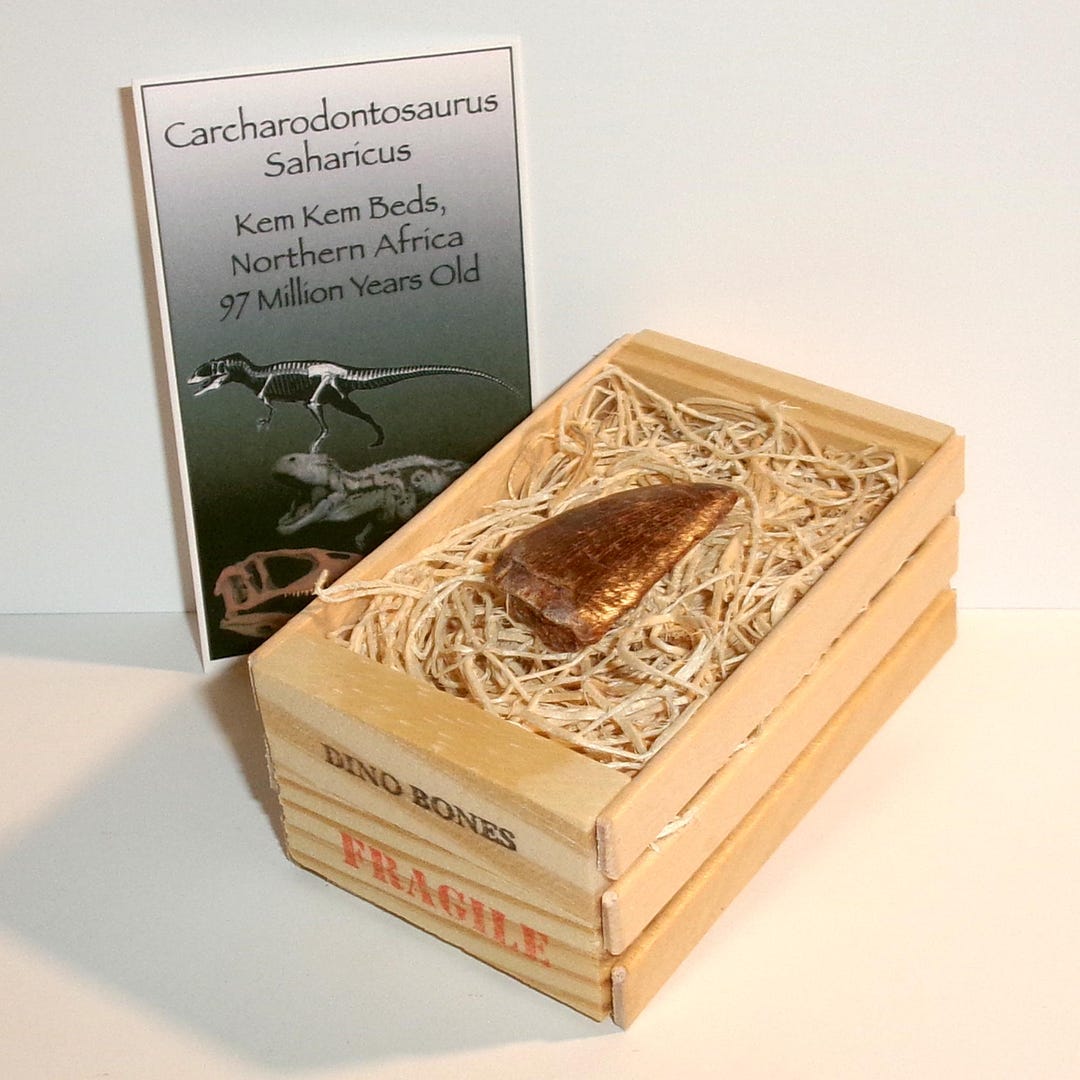 African T-rex Tooth Authentic Carcharodontosaurus Saharicus Cretaceous ...