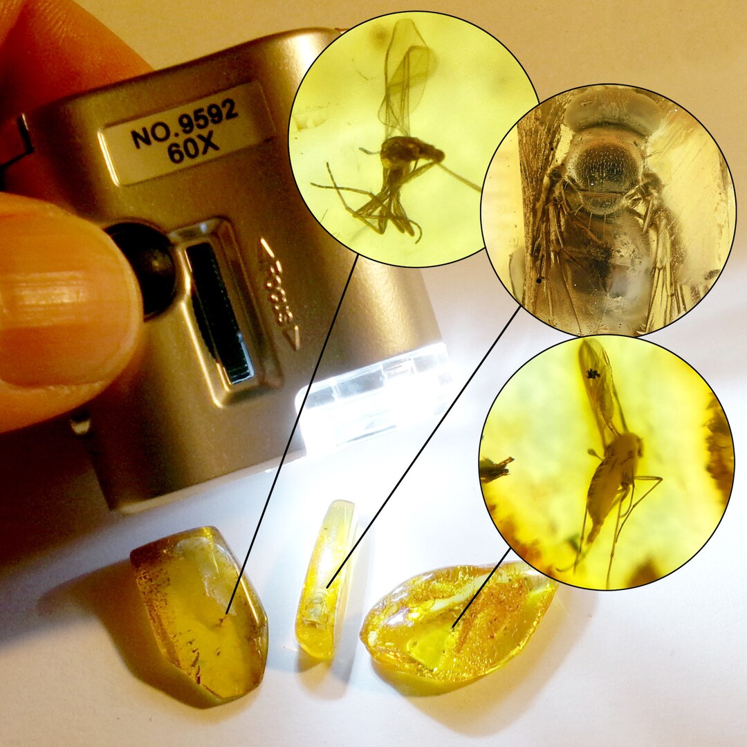 Baltic Amber Kit With 3 Insect Inclusions and Microscope Great ...