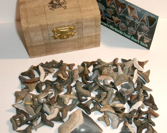 Megalodon Tooth Pirate Treasure Chest: Bone Valley Fossil Shark Teeth ...