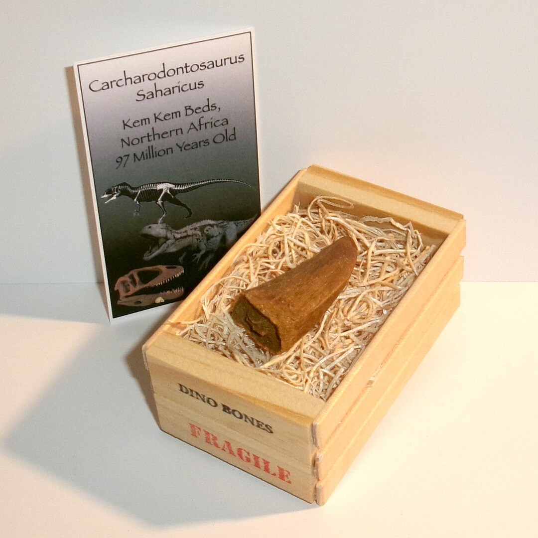 African T-rex Dinosaur Tooth Carcharodontosaurus Saharicus Cretaceous ...