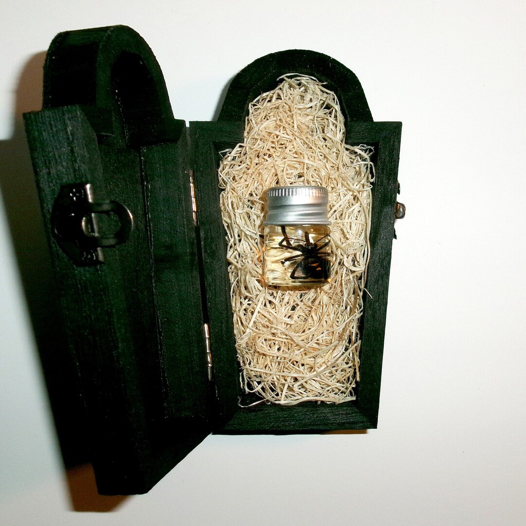 Real Black Widow Spider in Black Wooden Coffin Gothic - Etsy