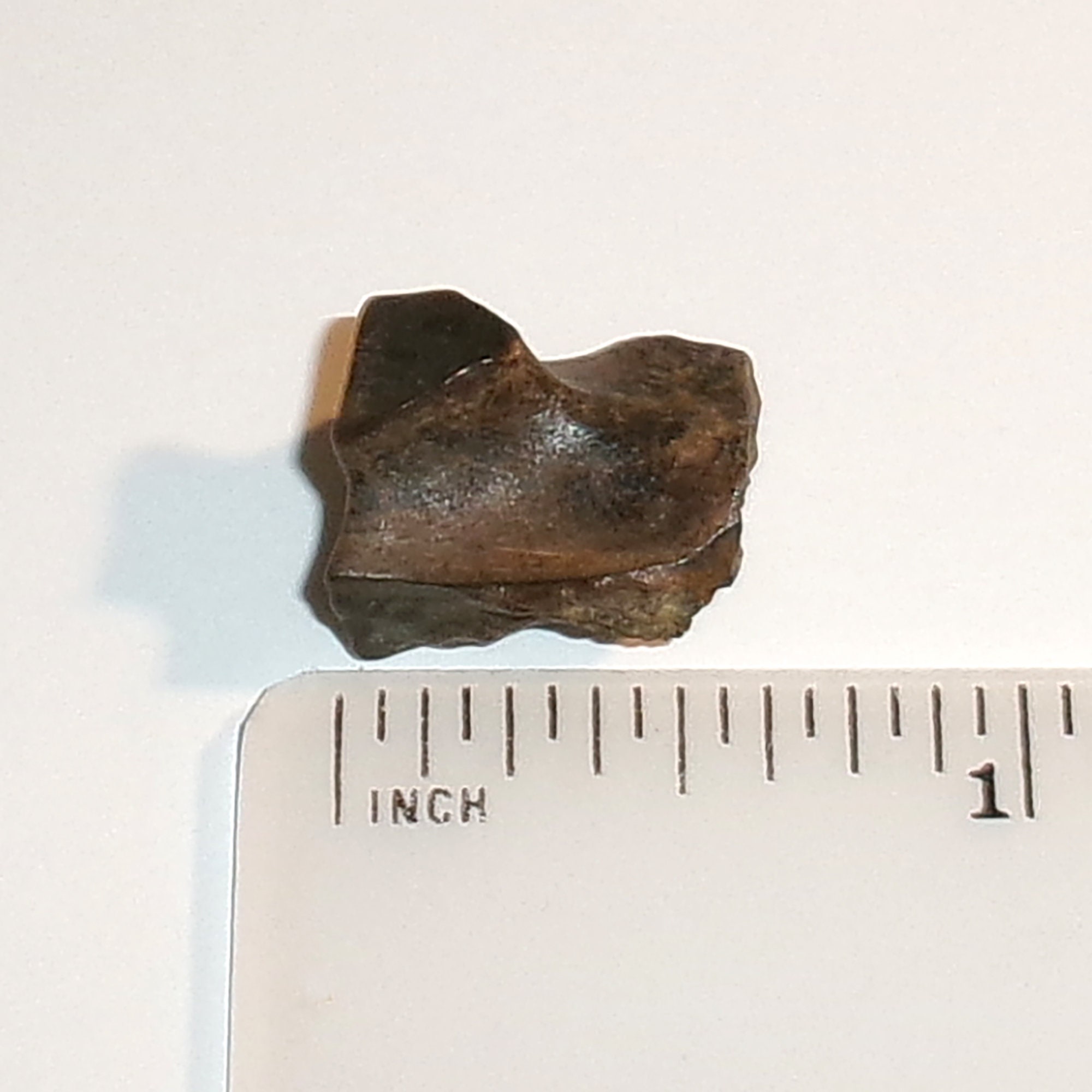 Triceratops Dinosaur Tooth Fossil Hell Creek Formation, Montana Real ...