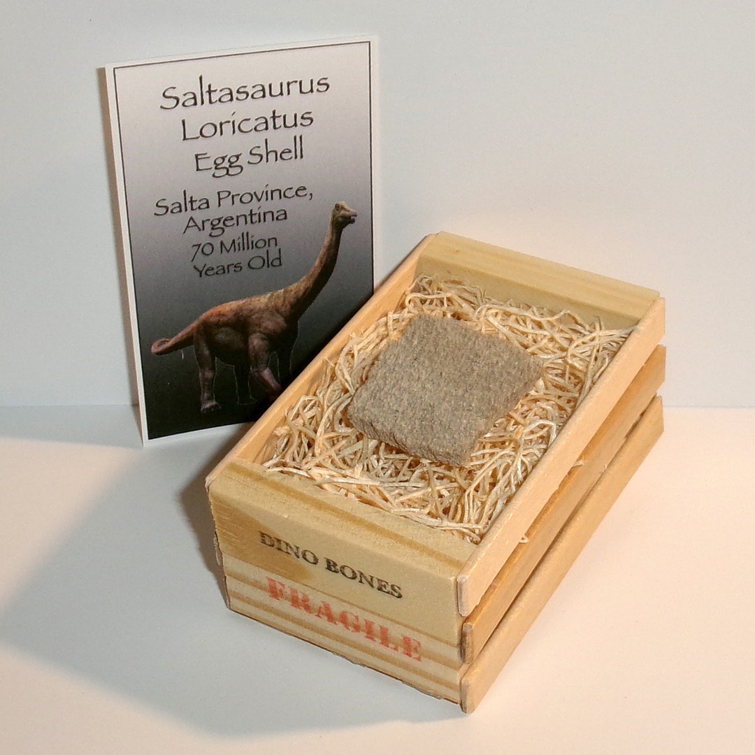Authentic Saltasaurus Dinosaur Eggshell Fossil Salta, Argentina 70 ...