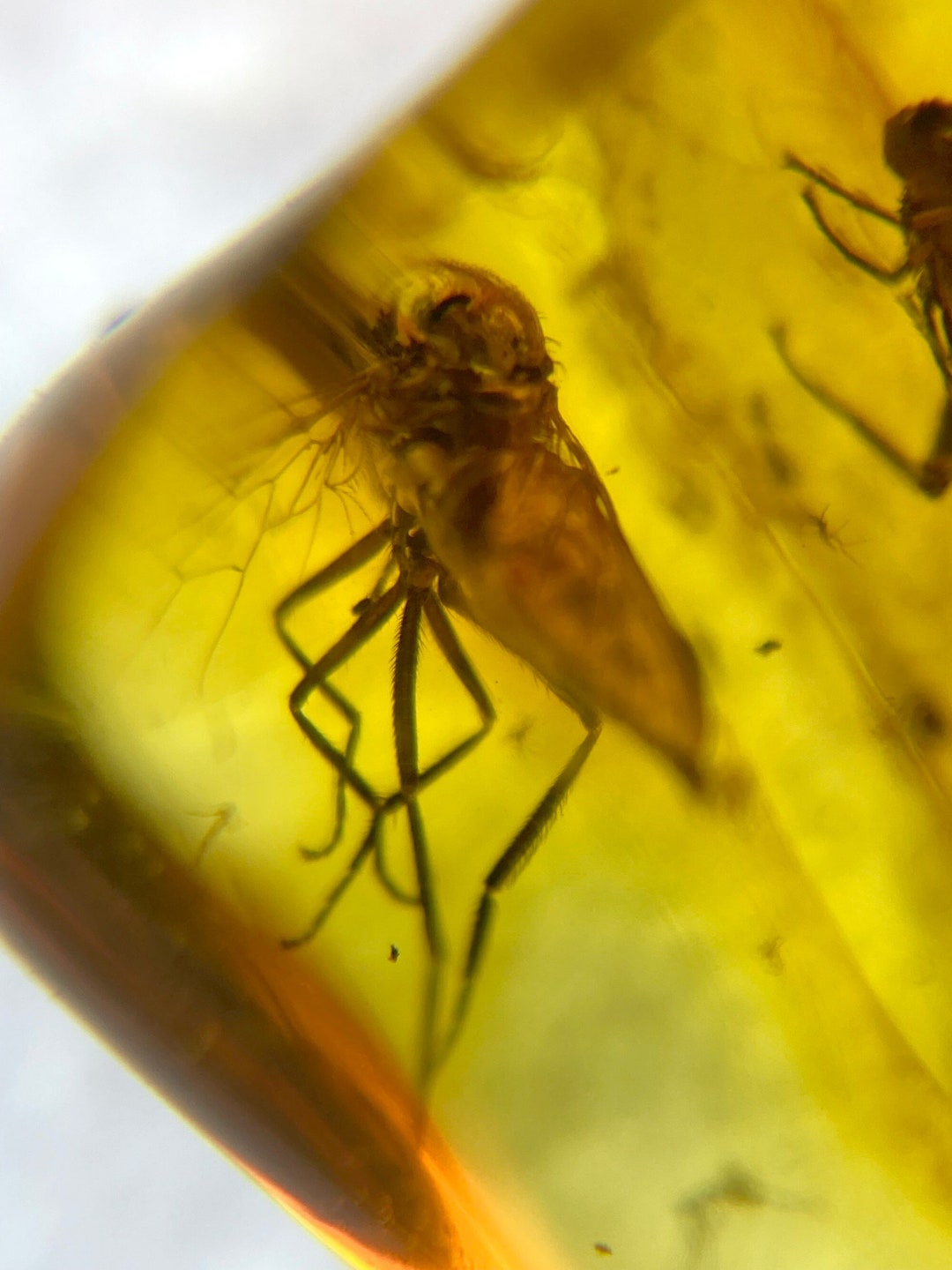 Baltic Amber 2 Prehistoric Insect Inclusions & 4x Magnifying Display ...