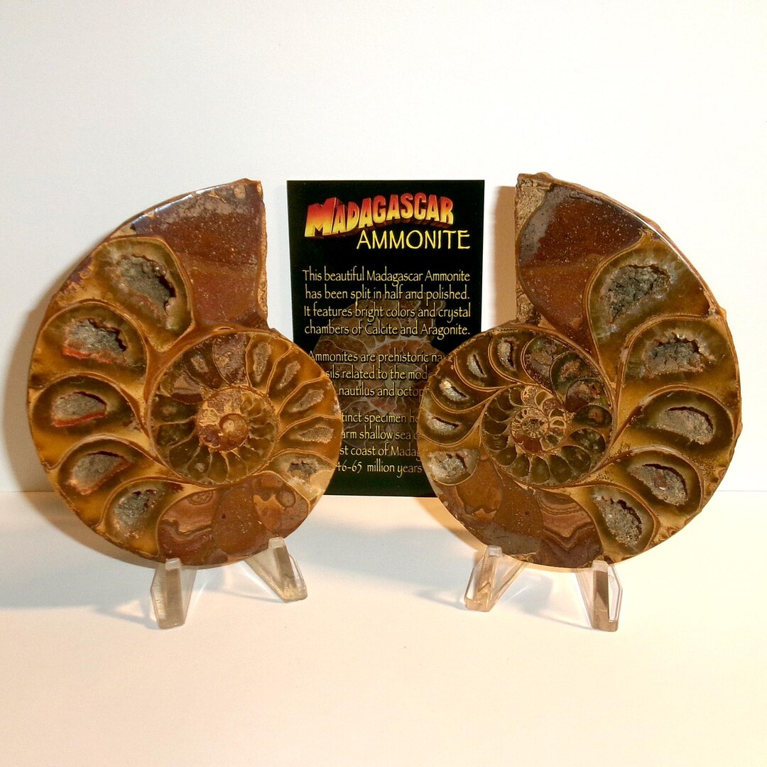 Madagascar Ammonite Fossil Split 3.6" Polished Specimen With Display Stands - FREE USA Shipping ...