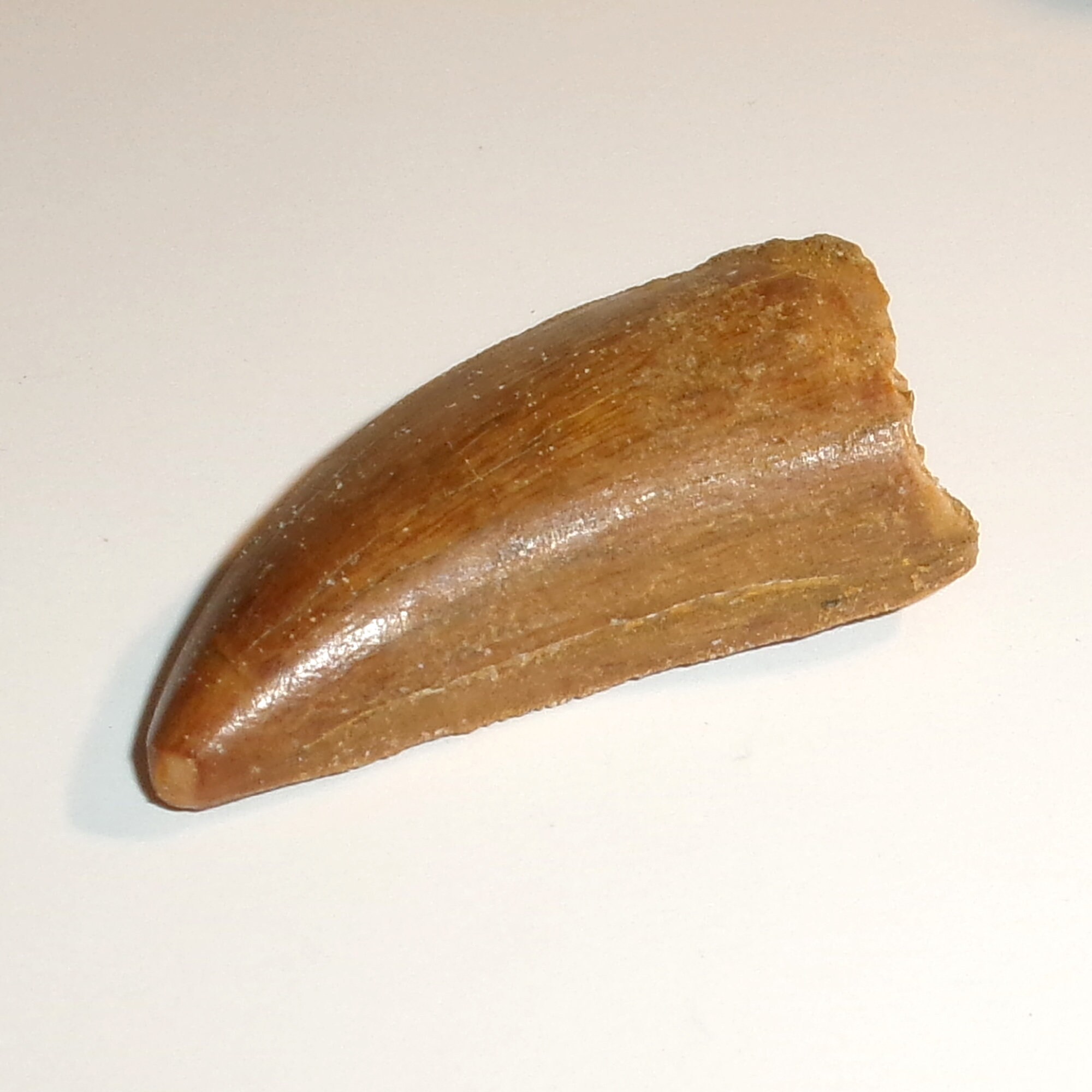 African T-rex Dinosaur Tooth Carcharodontosaurus Saharicus Cretaceous ...