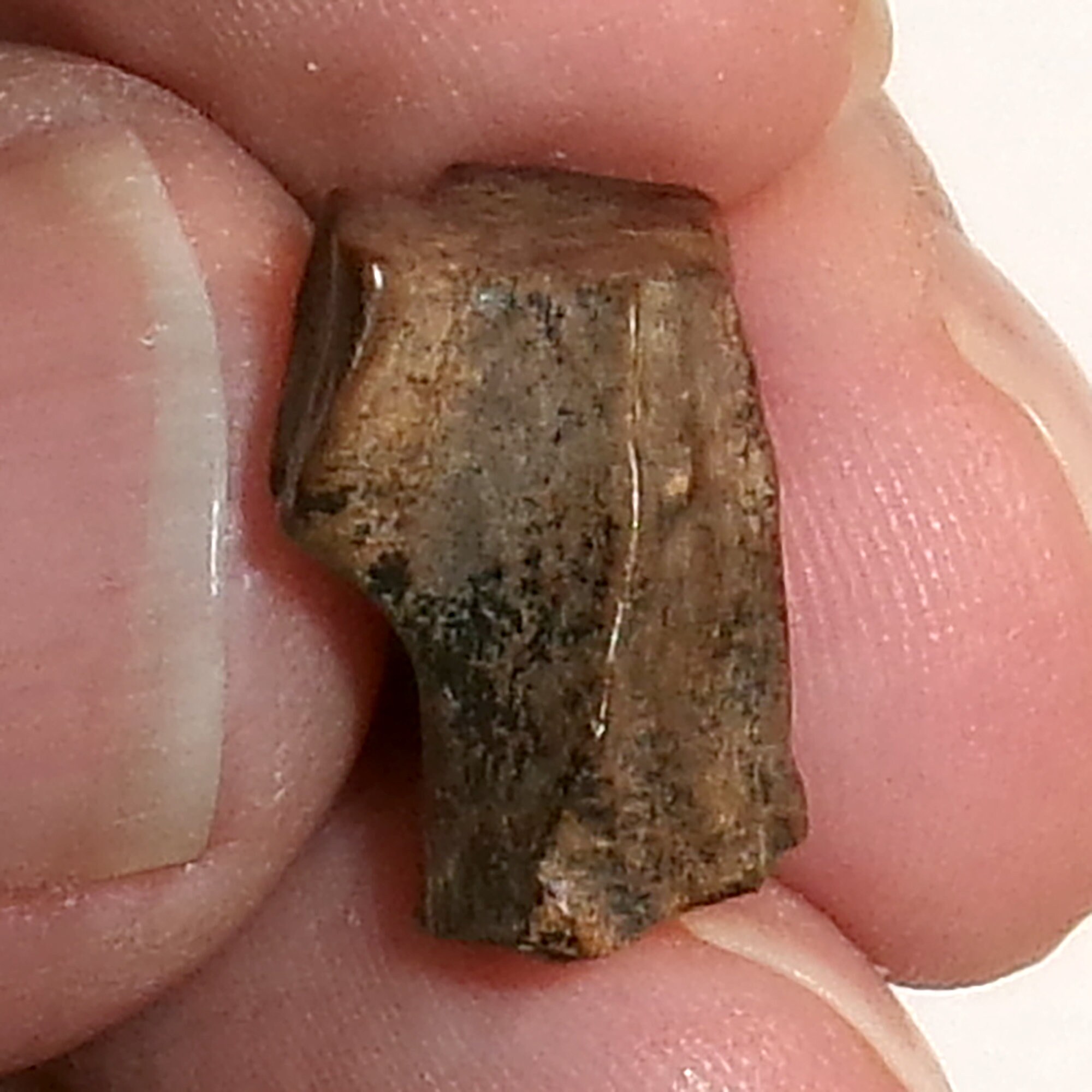 Triceratops Dinosaur Tooth Fossil Hell Creek Formation, Montana Real ...
