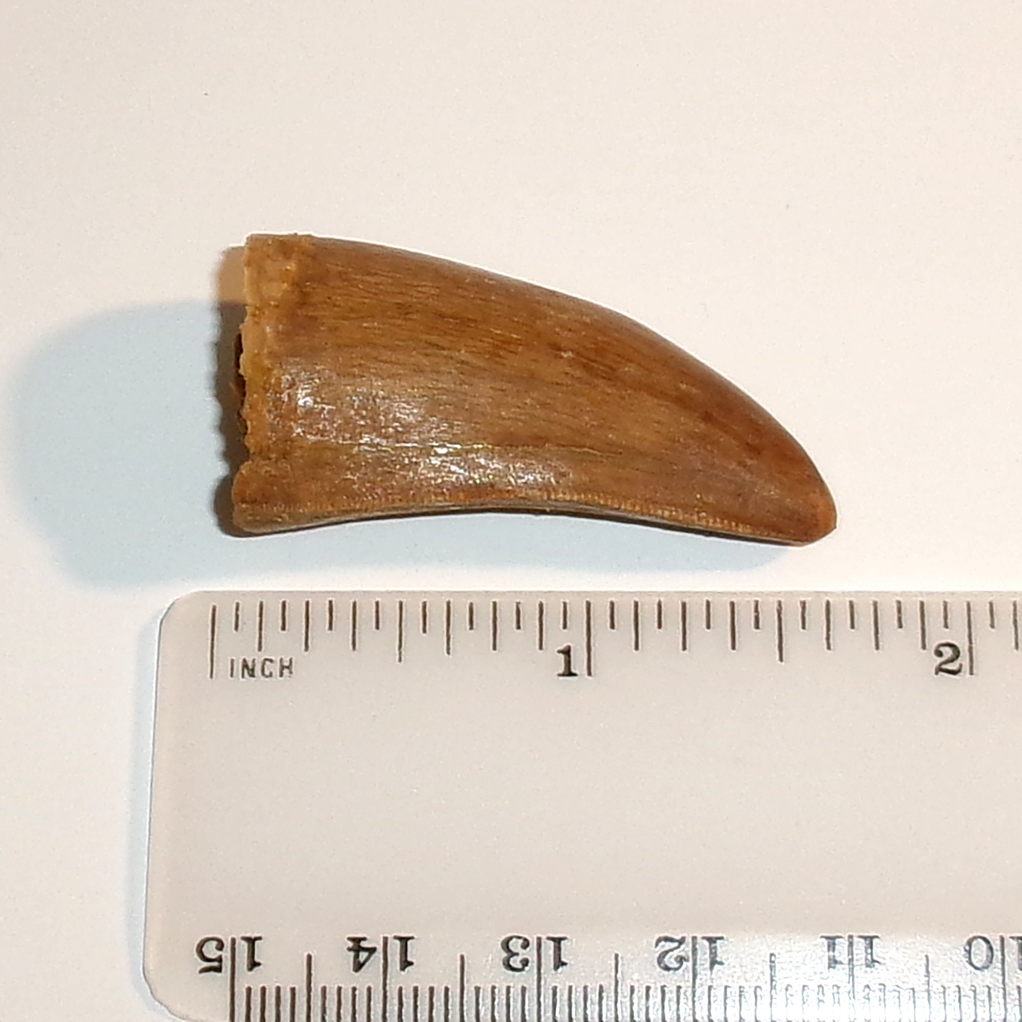 African T-rex Dinosaur Tooth Carcharodontosaurus Saharicus Cretaceous ...