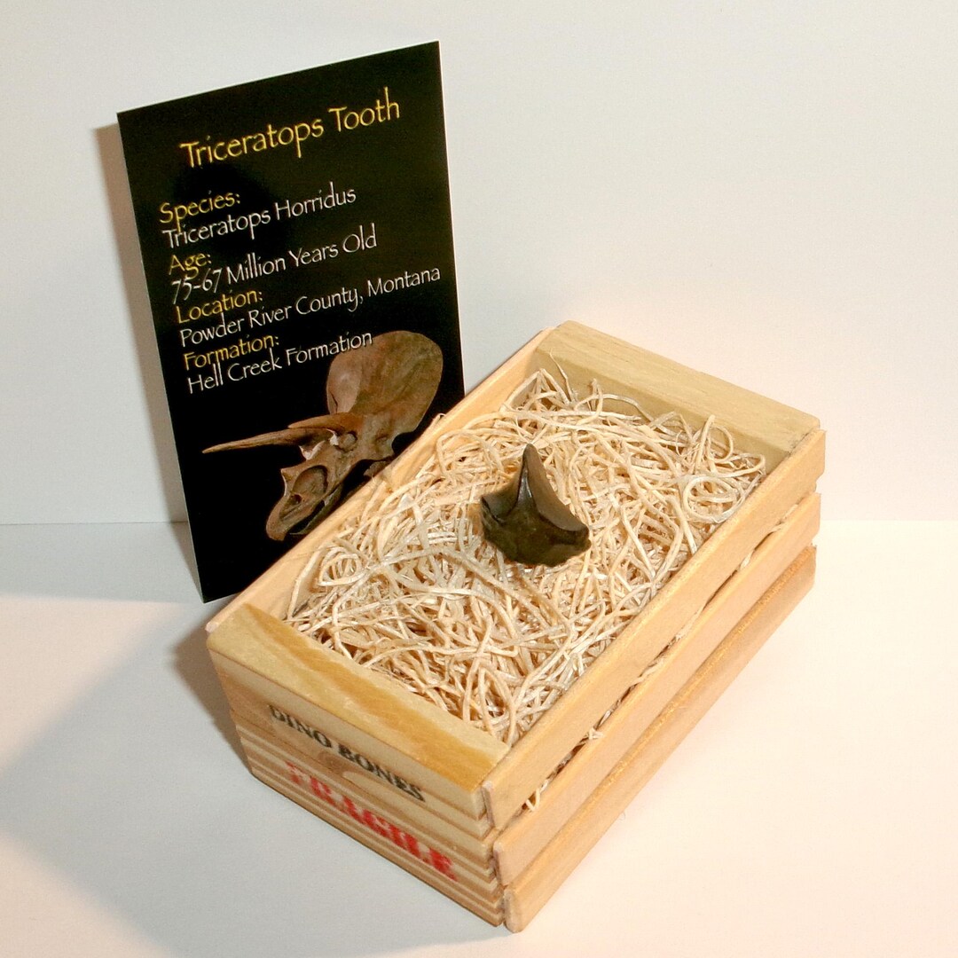 Triceratops Dinosaur Tooth Fossil Hell Creek Formation, Montana Real ...