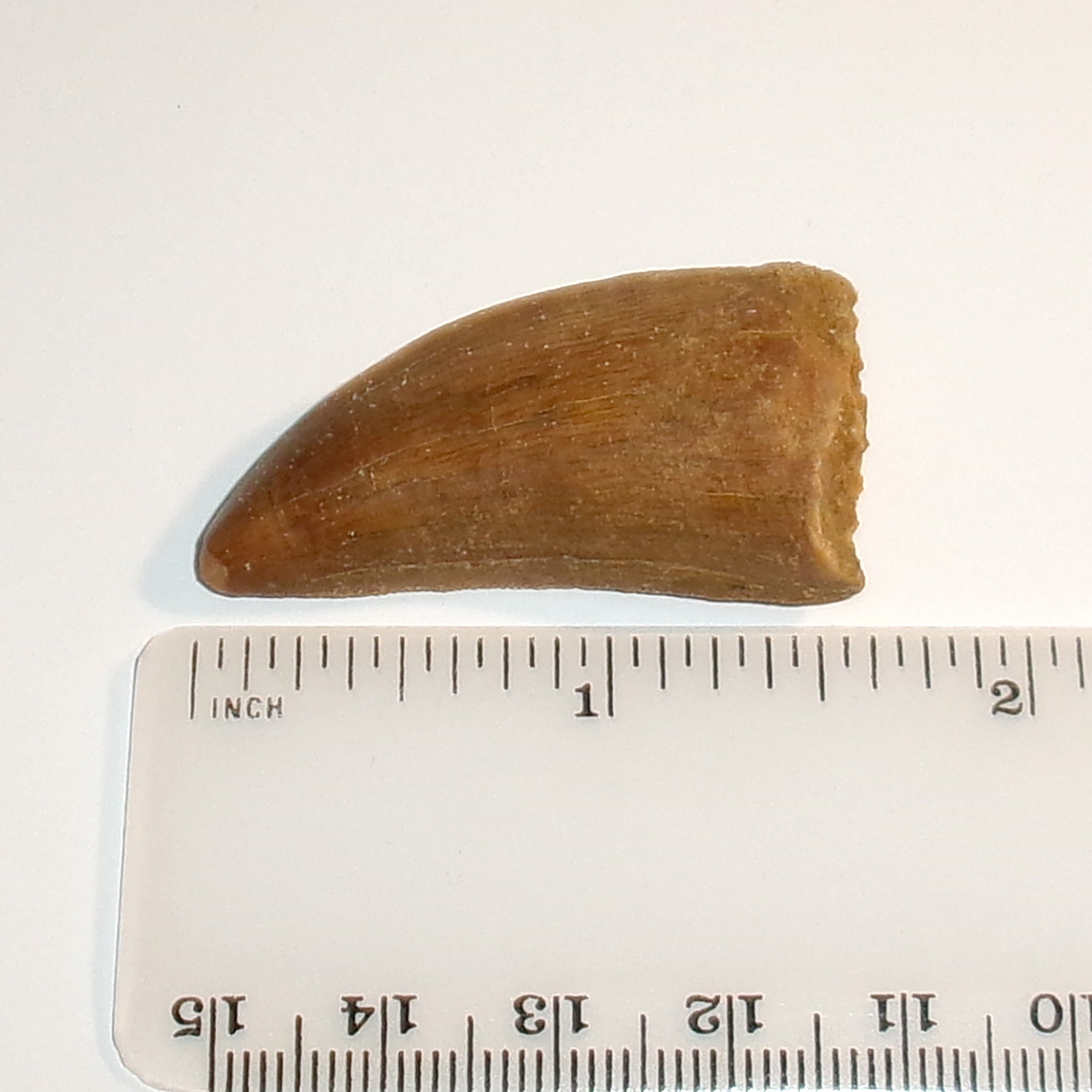 African T-rex Dinosaur Tooth Carcharodontosaurus Saharicus Cretaceous ...
