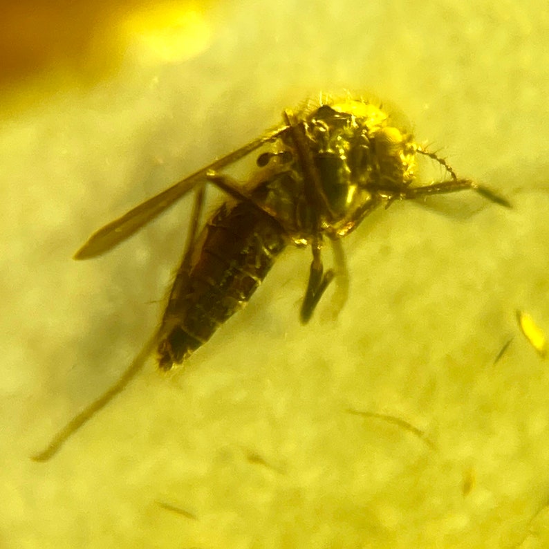 Baltic Amber Fossil: 44 Million Year Old Insect Inclusion With ...