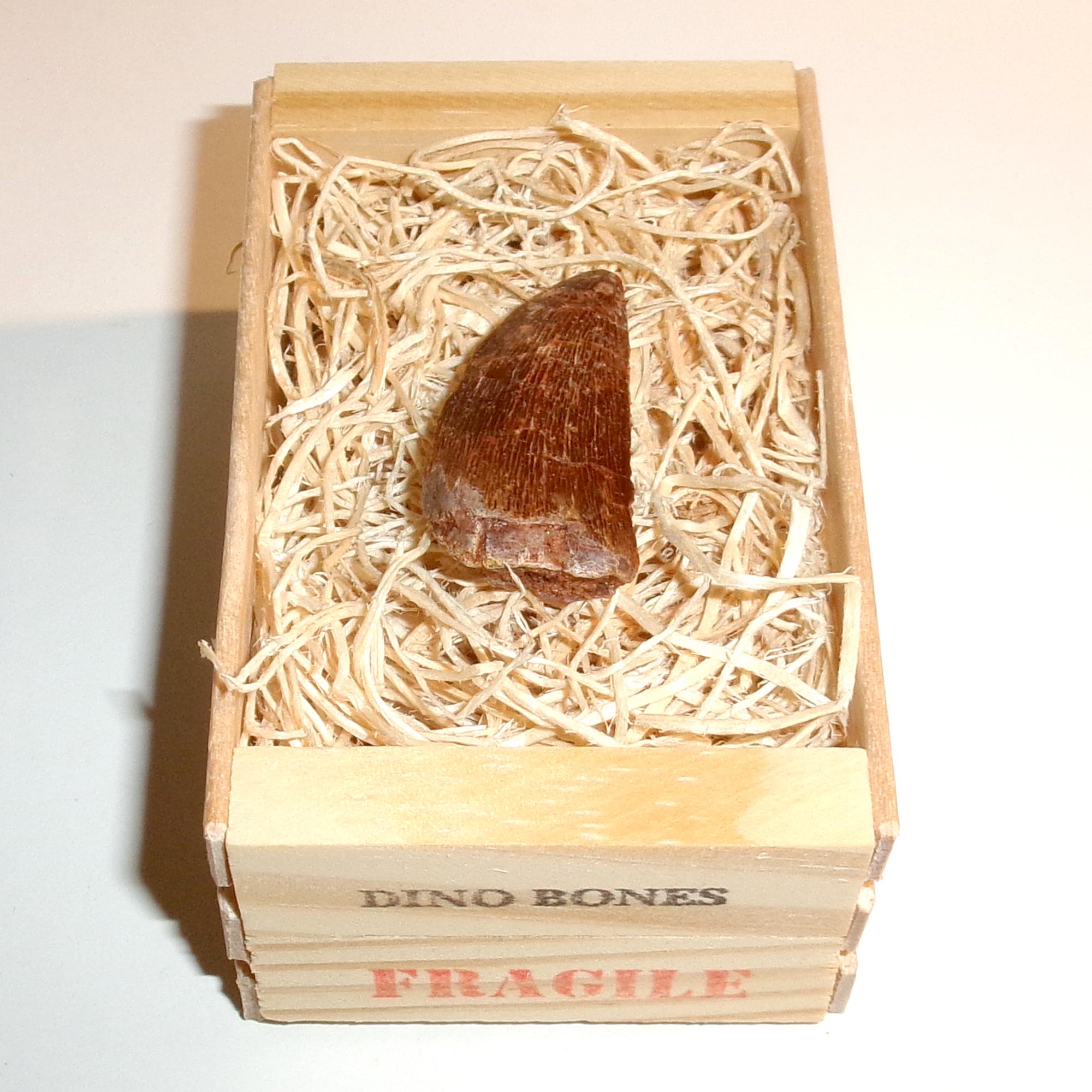 African T-rex Tooth Authentic Carcharodontosaurus Saharicus Cretaceous ...