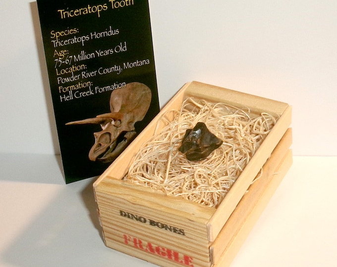 Triceratops Dinosaur Tooth Fossil: Hell Creek Formation, Montana - Real ...