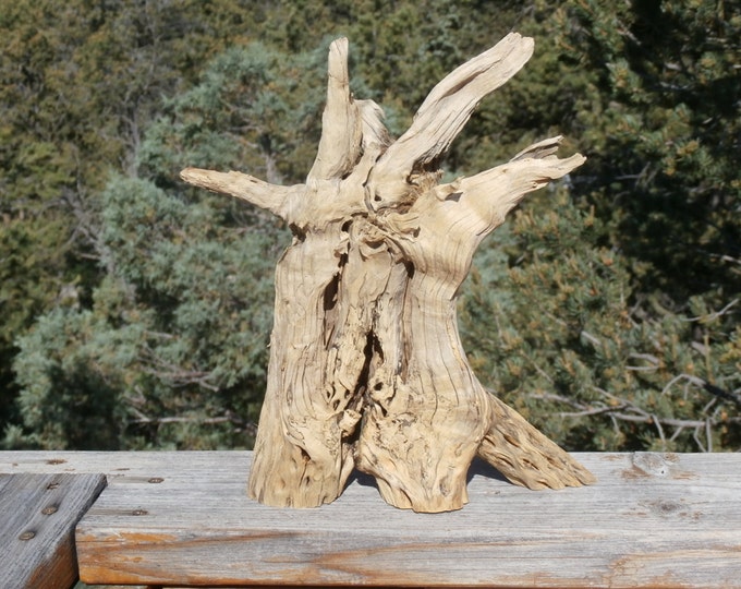 XLARGE 13 X 9 Inch Cholla Cactus Root Craft Wood, Aquarium/terrarium ...