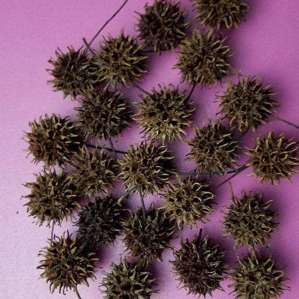 Sweet Gum Tree Seeds - Etsy