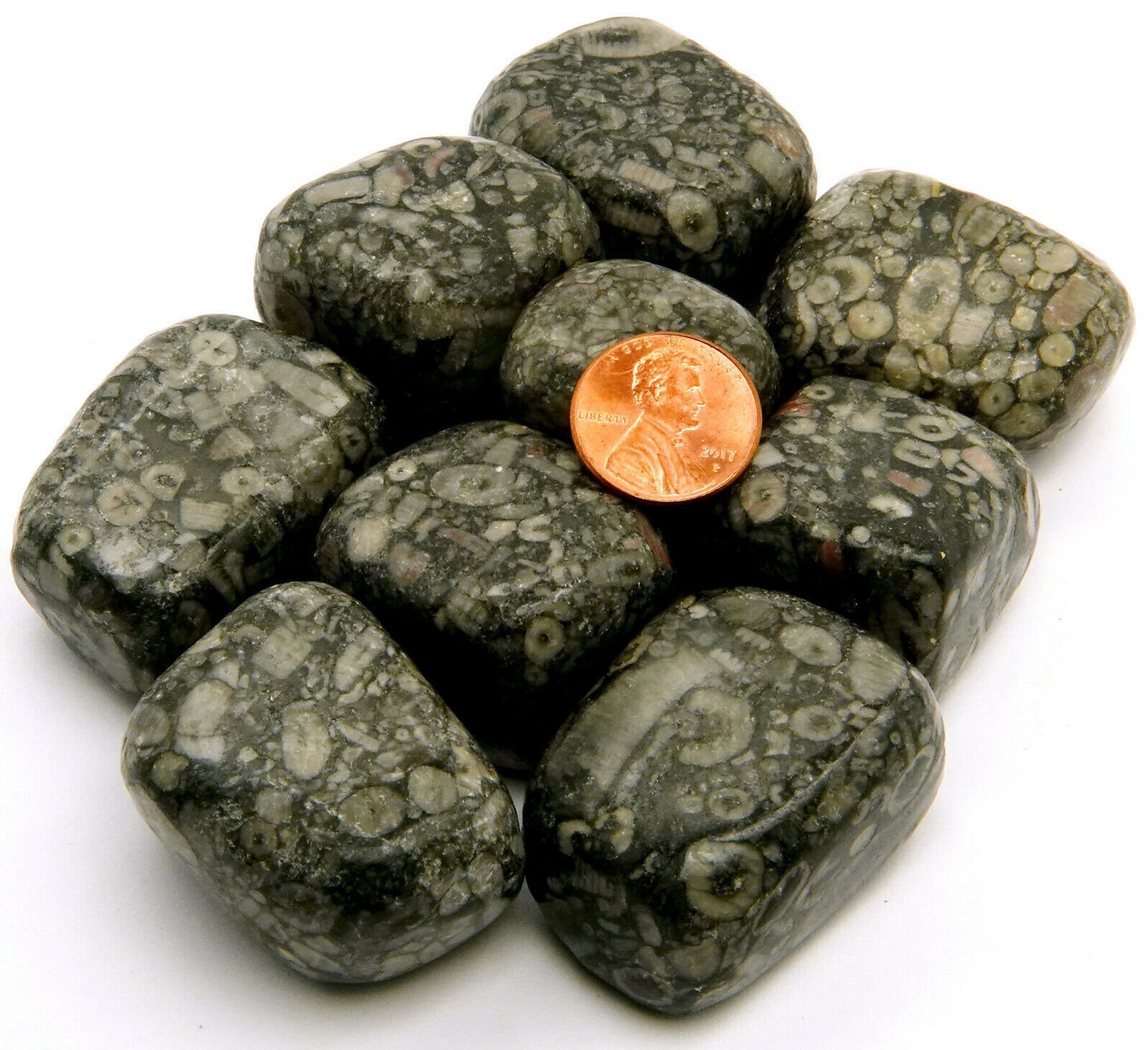 Fossil Jasper - Tumbled 1 Pound - 1 to 1.5 Inch Pcs - 1lb - Etsy