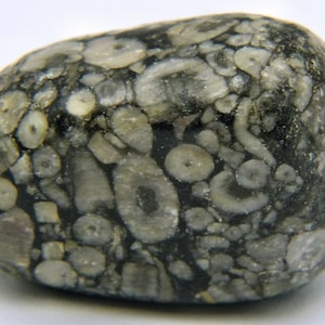 Fossil Jasper - Tumbled 1 Pound - 1 to 1.5 Inch Pcs - 1lb - Etsy