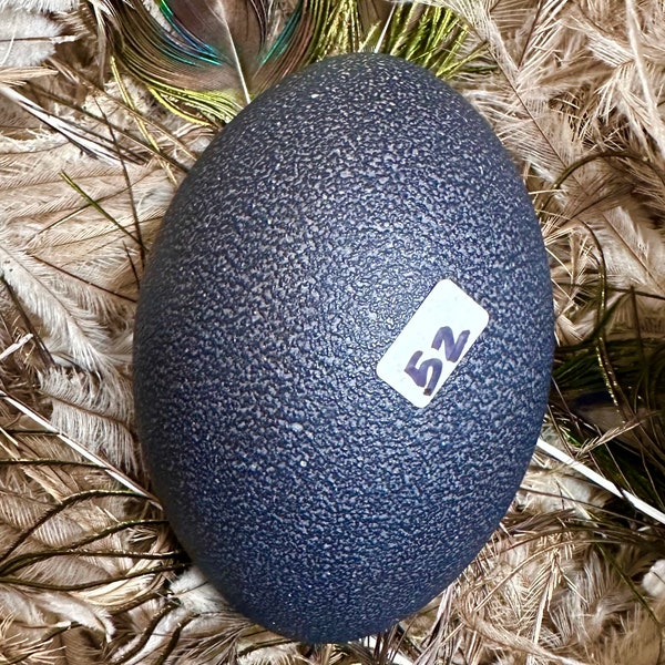 Emu Egg - Etsy