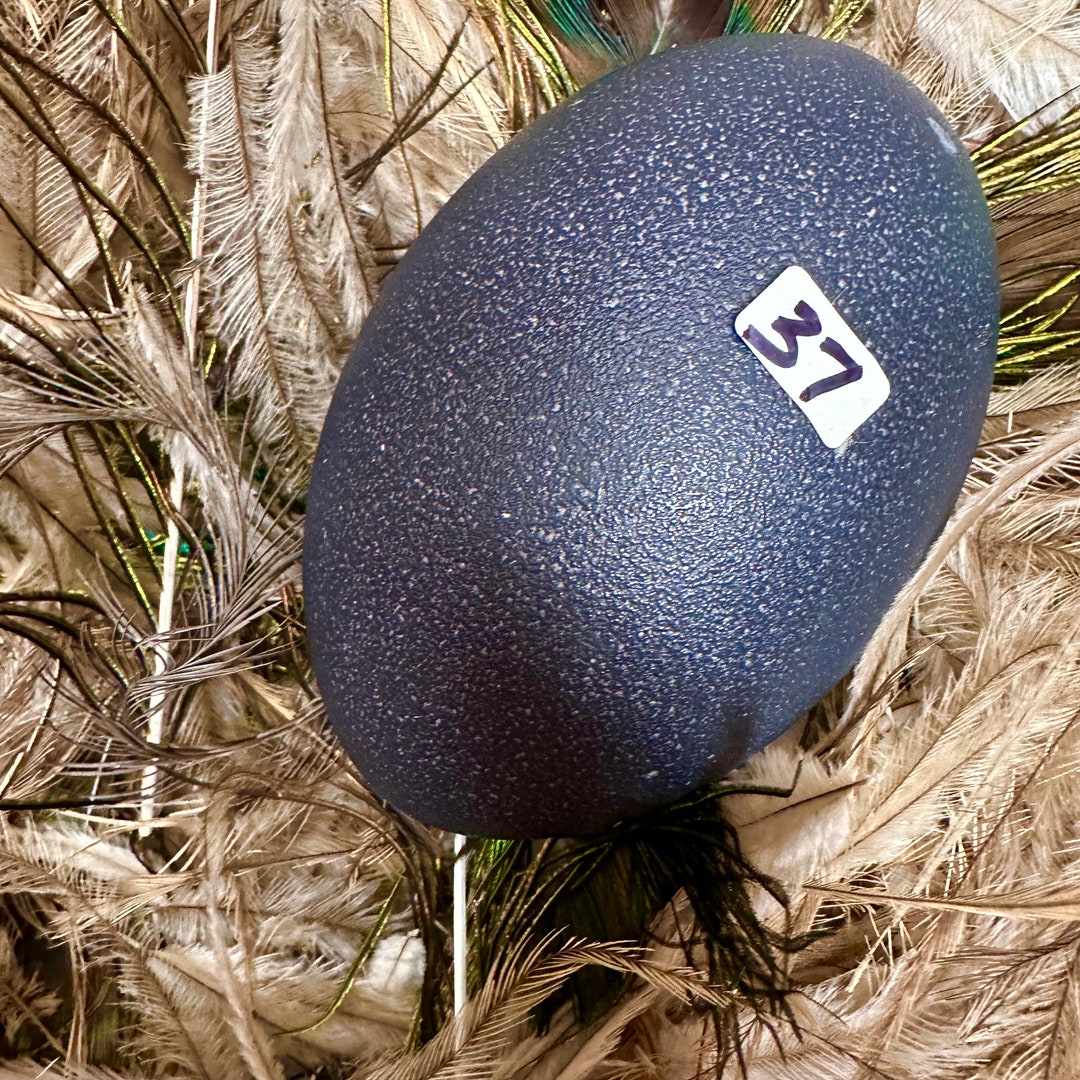 Reduced Dark Egg, Emu Egg, Blown Out emptied Clean Emu Egg Shell, Look ...