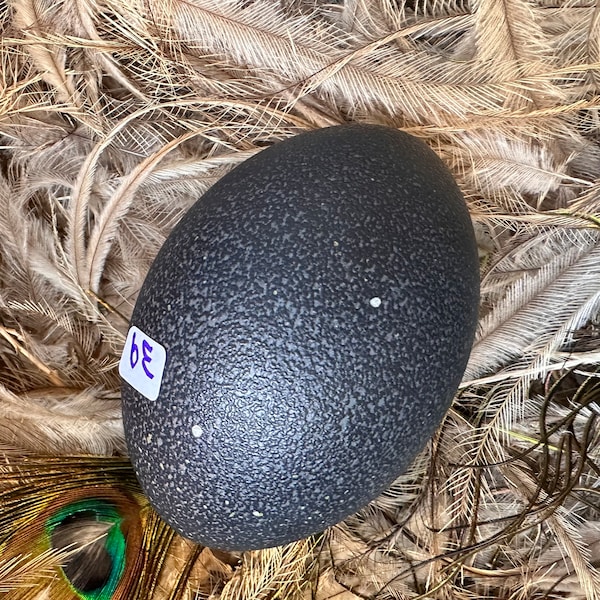 Emu Egg - Etsy