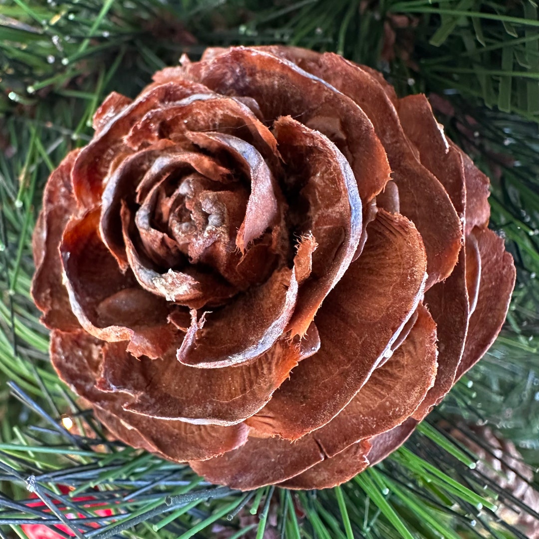 Deodar Cedar Rose Cones, Natural Wedding Harvest Decor, Floral Supplies ...