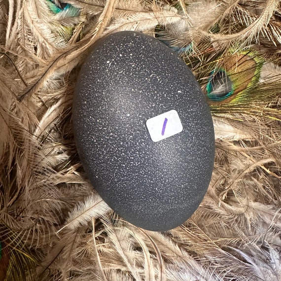 Emu Egg Price