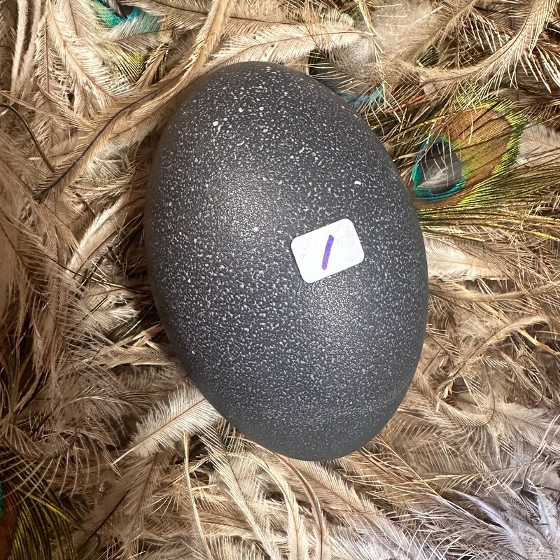 Emu Egg - Etsy