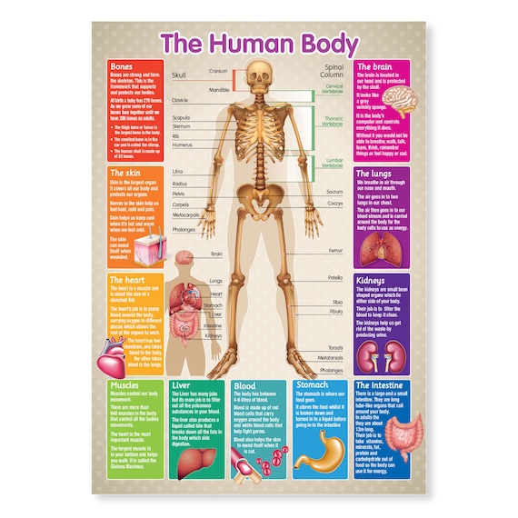 Human Body Bones For Kids